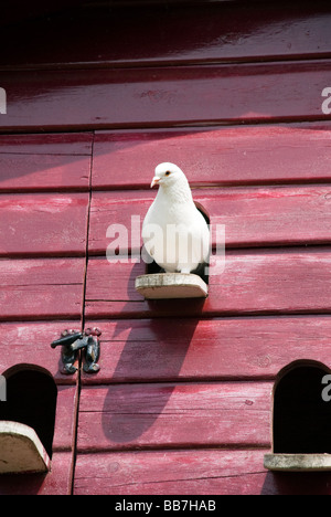 White Dove in a Dovecot Stock Photo - Alamy