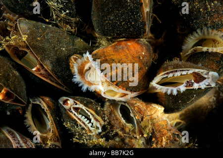 Blue Mussel (Mytilus edulis) Mollusca Stock Photo - Alamy