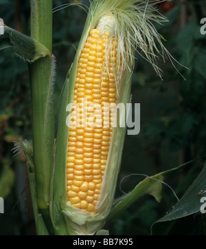Exposed mature maize cob on forage crop at harvest Stock Photo - Alamy