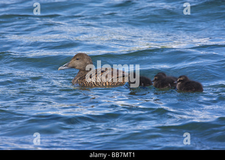 Female Eider Duck with Ducklings (Somateria mollissima). Fife Coast ...