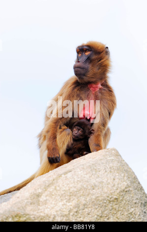 Gelada Baboon, theropithecus gelada, Female with Young Stock Photo - Alamy
