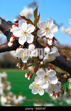 Blossoming Wild cherry / Sweet cherry (Prunus avium) with buds bursting ...