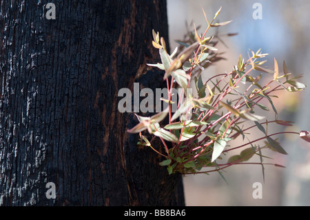 Gum tree regrowth after a bushfire, Illawarra forest, Wimmera, Victoria ...