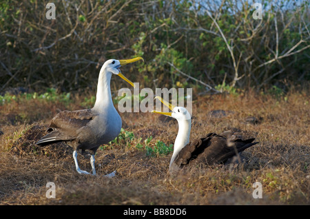 Pair of Waved Albatross birds doing courtship ritual display on ground ...