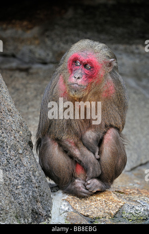 Stump-tailed macaques (Macaca arctoides) have thick, long, dark brown ...