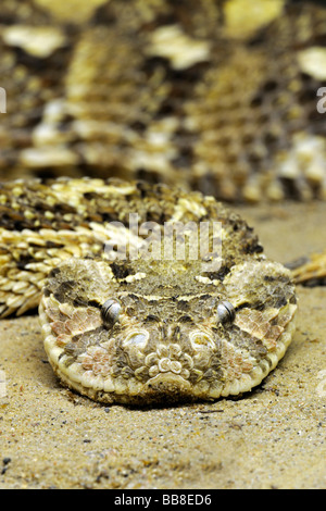 puff adder (Bitis arietans, Bitis lachesis), portrait with mouth open ...