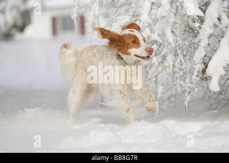 running English Setter Stock Photo - Alamy