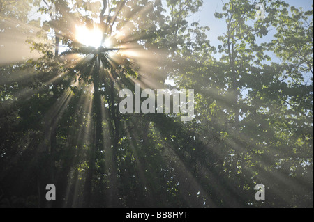 sun rays coming through the trees and electric towers with fog ...
