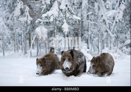 Wild boars, Germany, Germany, Bavaria, national park the Bavarian ...