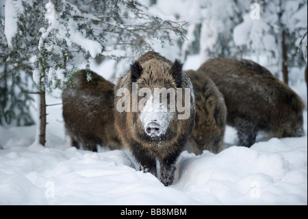 Wild boars, Germany, Germany, Bavaria, national park the Bavarian ...