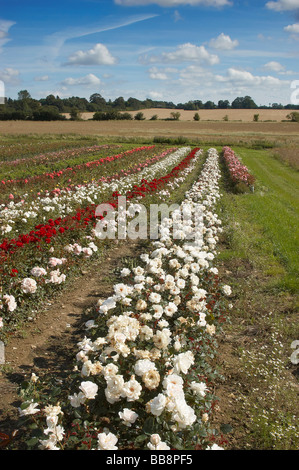 Rose Field, Field of roses in England Stock Photo - Alamy