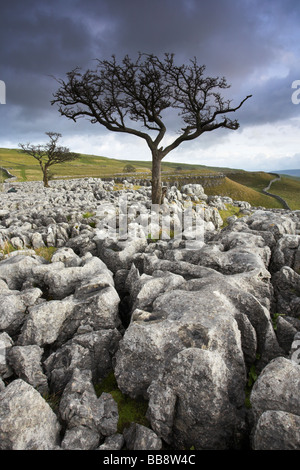 lone trees on a limestone pavement in the Yorkshire Dales national park ...