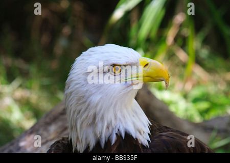 American Bald Eagle Profile Stock Photo - Alamy