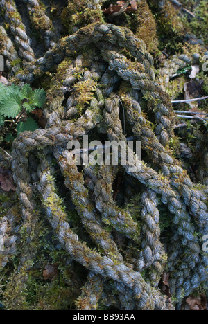 Bundle of Ropes Entwined Stock Photo - Alamy