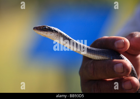 A wild Florida "Black Racer" snake in an aggressive display Stock Photo ...