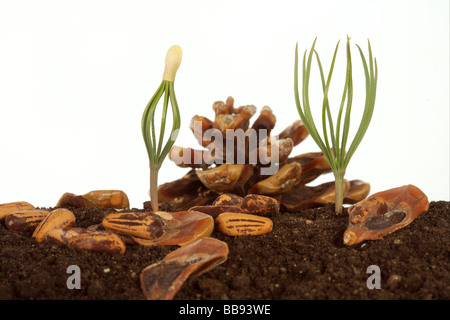 Small Green Sprouts Of Cedar Tree Plant With Leaf, Leaves Growing From ...