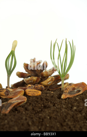 Small Green Sprouts Of Cedar Tree Plant With Leaf, Leaves Growing Stock ...