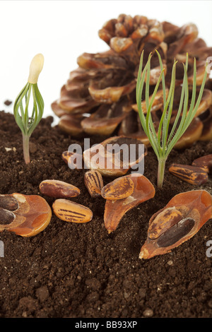 Small Green Sprouts Of Cedar Tree Plant With Leaf, Leaves Growing Stock ...