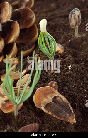 Small Green Sprouts Of Cedar Tree Plant With Leaf, Leaves Growing From ...