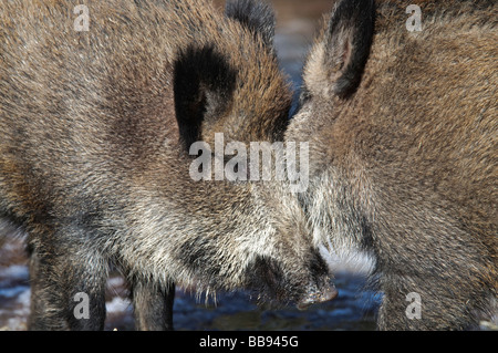 wild boar, pig, wild boar (Sus scrofa), two runts, Belgium, Ardennes ...