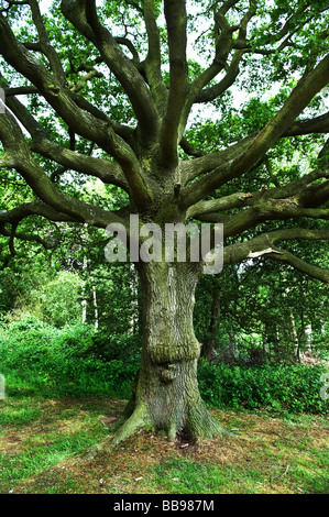 Ancient gnarled, twisted and eerie tree in fog mist & snow Stock Photo ...