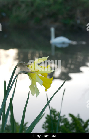 Daffodils and Swan on river, South Hams, Devon, UK Stock Photo - Alamy