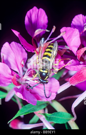 saxon wasp (Dolichovespula saxonica), portrait of a single animal Stock ...