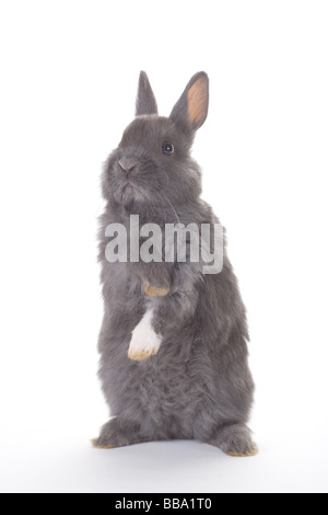 cute little grey rabbit standing in the meadow portrait Stock Photo - Alamy