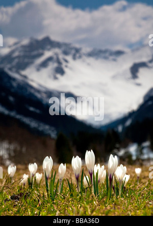 Spring flowers, White Mountains (Lefka Ori), Chania region, Crete ...