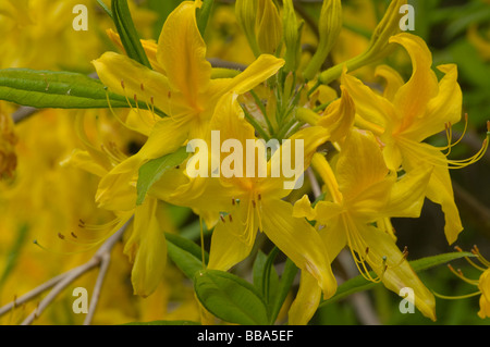 Yellow Azalea (Rhododendron luteum) growing wild, Lesvos, Greece Stock ...