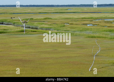 Coastal salt marsh The Wetlands Institute Stone Harbor New Jersey Stock ...