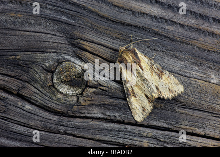 Clouded-bordered Brindle (Apamea crenata) - a brown and beige moth on a ...