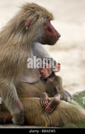 CUTE BABY, MOTHER, NURSING: A three month old baby boy child is held on ...