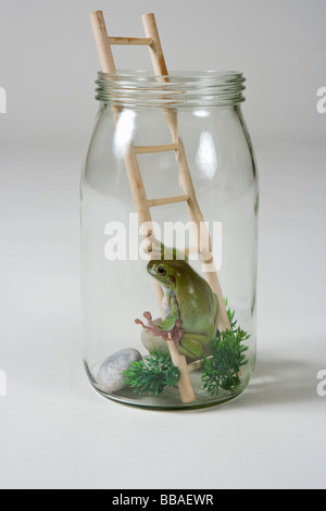 A vertical shot of a frog on green grass looking at the camera in the ...