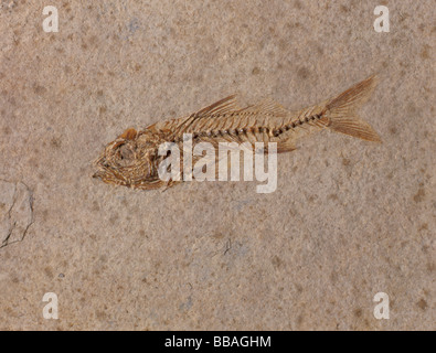 Dapalis macrurus fossil Stock Photo - Alamy