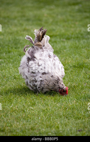 Splash Orpington Bantam Cockerel Stock Photo - Alamy