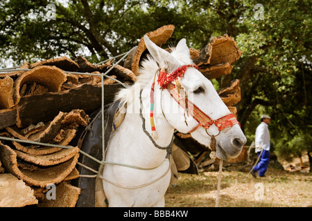 Collecting Cork in the Natural Park of the Cork Cortes de la Frontera ...