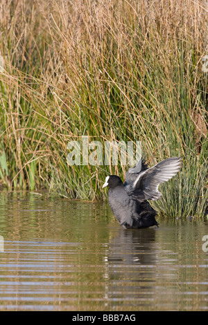 Coot Flapping Wings Stock Photo - Alamy