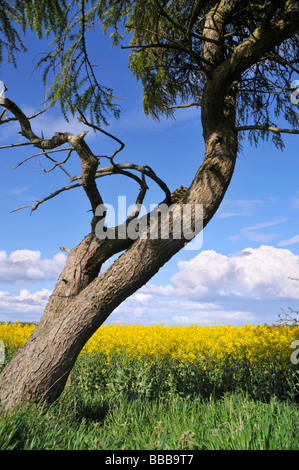 Tree in a yellow flowering rapeseed (Brassica napus) field, rapeseed ...