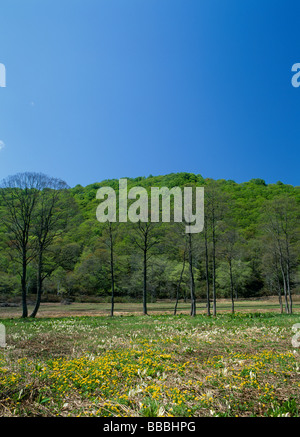 Marigold tree Stock Photo - Alamy