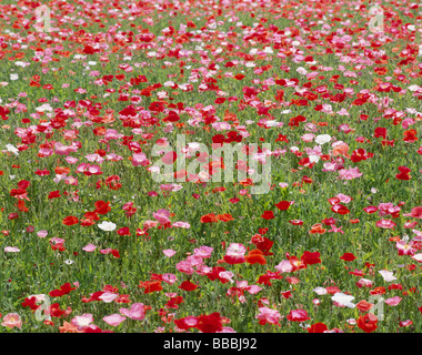 the poppy flower Stock Photo - Alamy