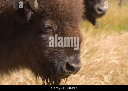 Closeup portrait of Bison grasing and feeding on grass, side profile ...