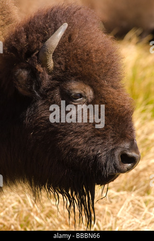 Side profile of plains bison head face shoulders walking left. trees in ...