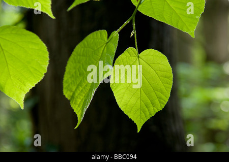 fresh spring leaves on a tree Stock Photo - Alamy