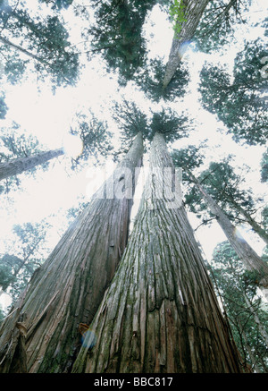 A Japanese big cedar tree in the mysterious forest daytime Stock Photo ...