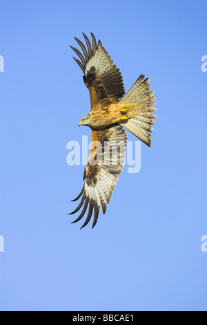 A red kite (Milvus milvus) banking in flight against a bright white sky ...