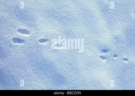 Rabbit footprint in the snow Stock Photo - Alamy