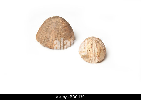 Fossils isolated on a white studio background Stock Photo - Alamy