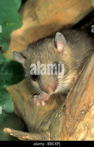 Edible Dormouse loir gris Glis glis European Dormouse Siebenschläfer ...