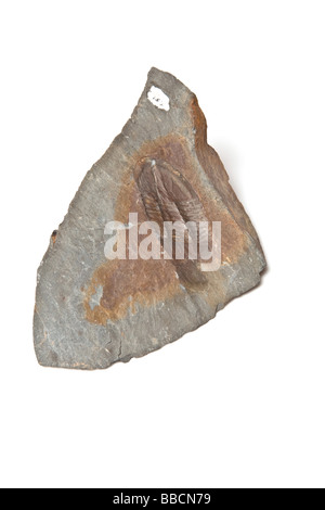 Fossils isolated on a white studio background Stock Photo - Alamy
